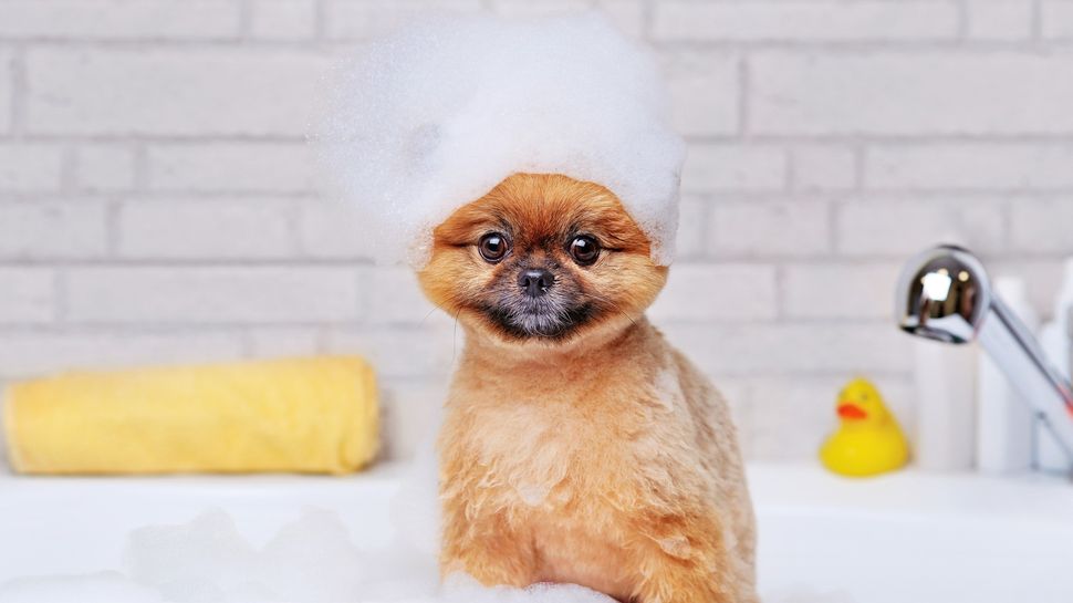 How to bathe a puppy: A step-by-step guide | PetsRadar