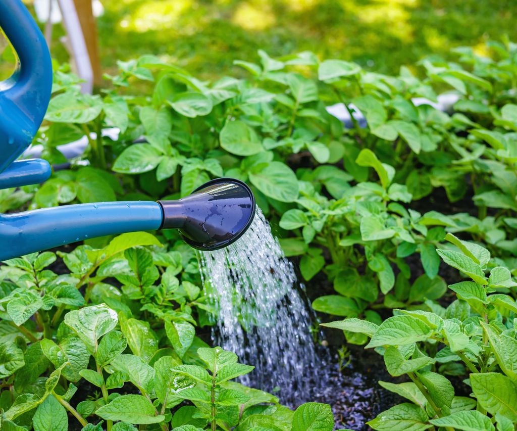 How to water plants: 10 expert tips for efficient watering | Homes and ...