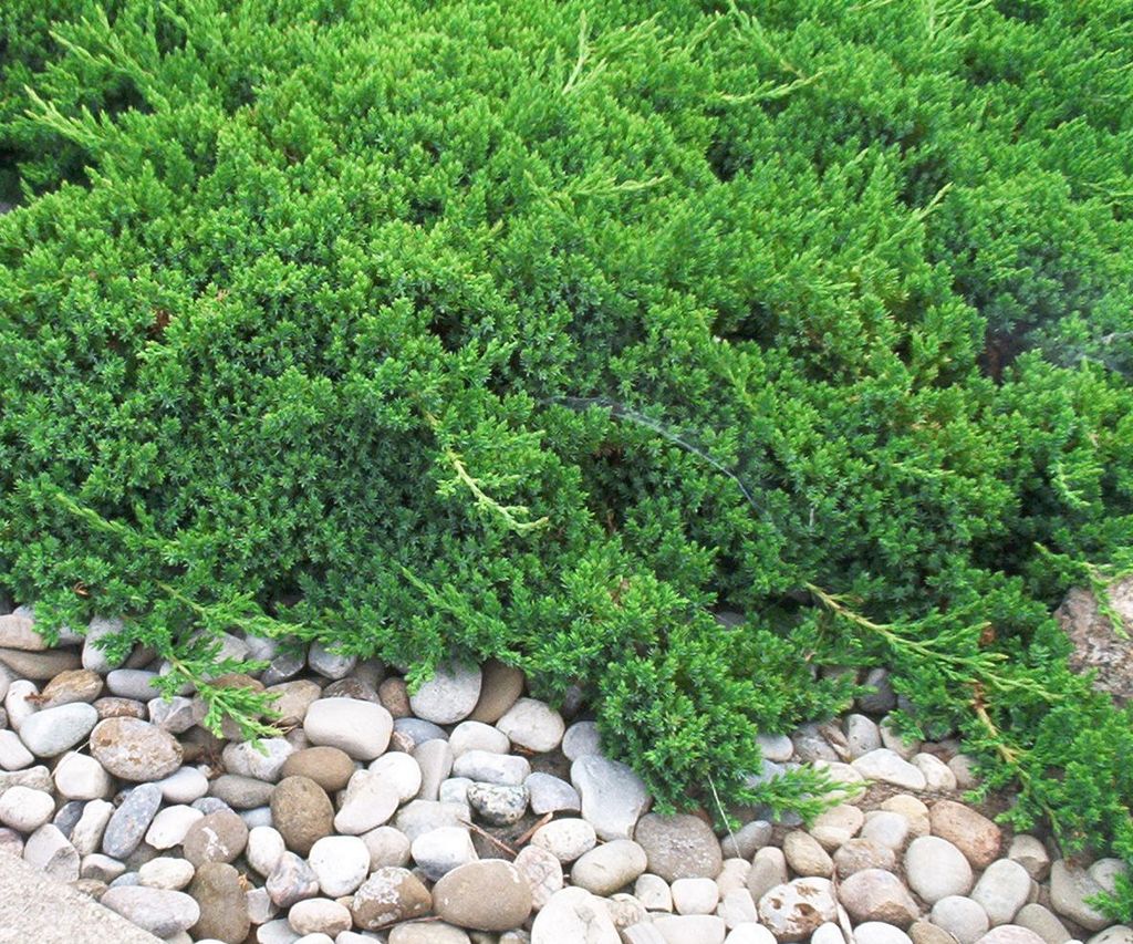 6 full sun ground cover plants: for sunny and dry yards | Homes and Gardens