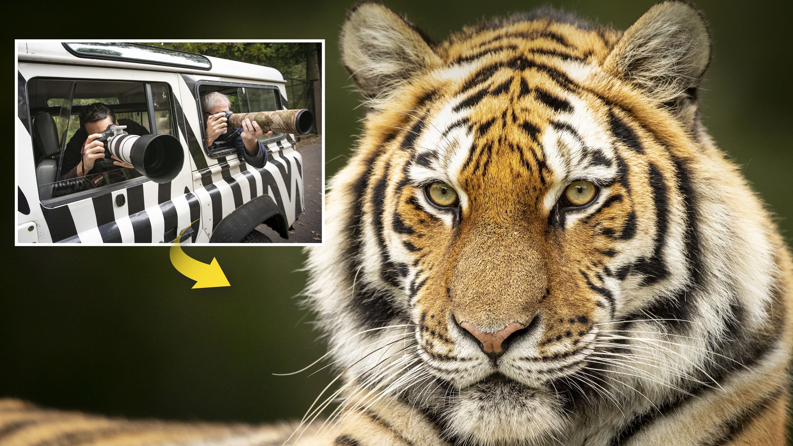 10 pro photography tips for better animal portraits at wildlife ...