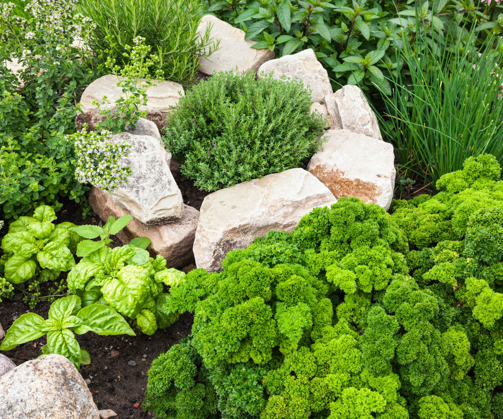 Starting An Herb Garden: How To Plant An Herb Garden | Gardening Know How