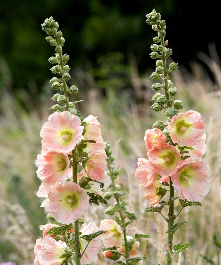 Hollyhocks care and growing guide: expert tips | Homes and Gardens