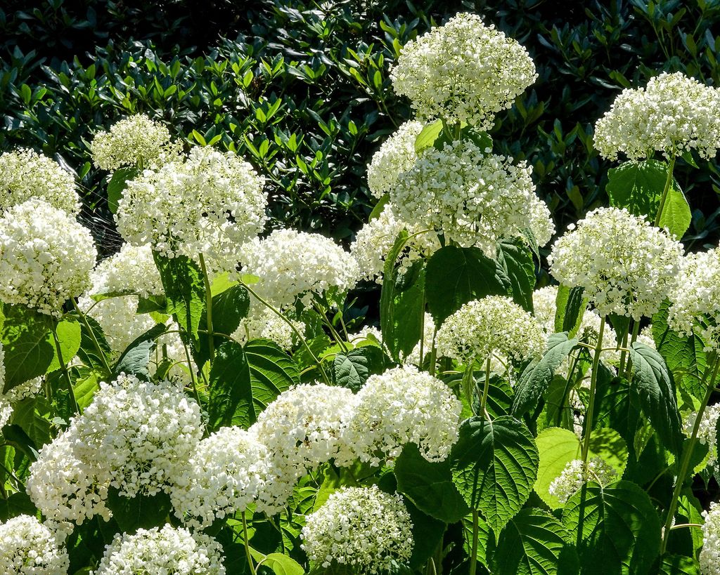 Garden border planting ideas: 6 stunning layouts to try | Gardeningetc