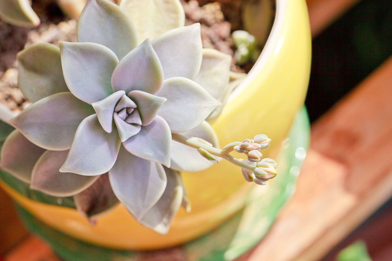 Ghost Flower Plant Care - How To Grow A Graptopetalum Ghost Plant ...