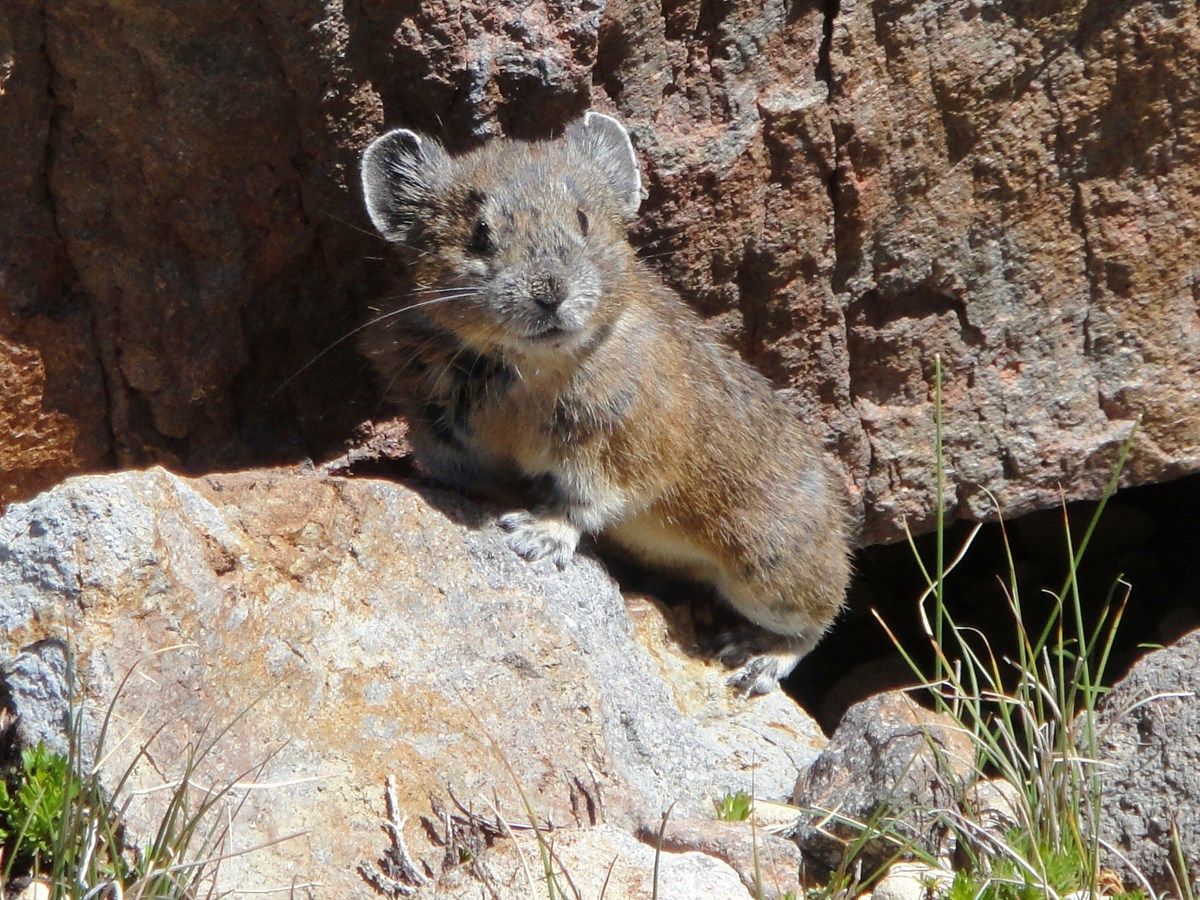 Photos of the Pika, North America's Cutest Mammal: Page 2 | Live Science