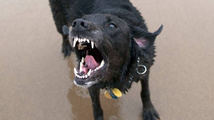 How to tackle dog aggression: 5 dog behavior problems solved | PetsRadar