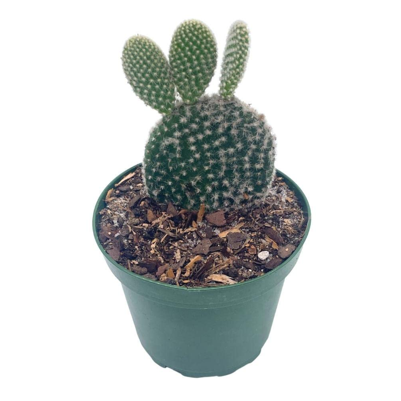 How to Grow Cactus Plants Indoors — 6 Simple Steps | Livingetc