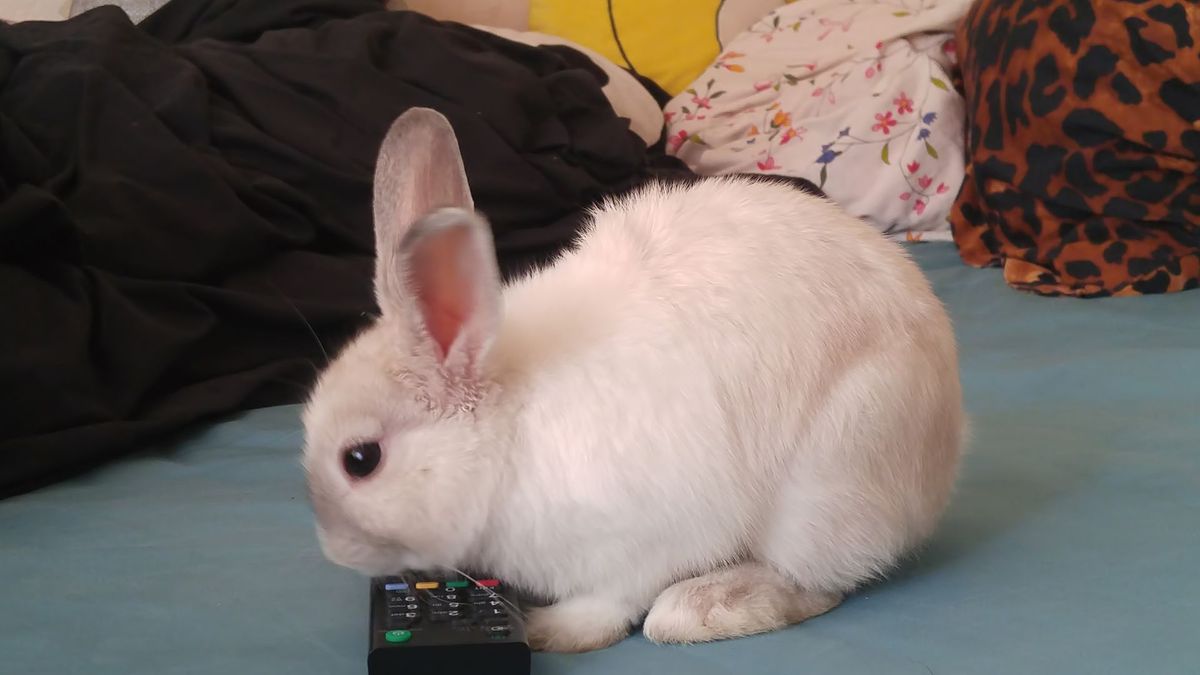 Activities for rabbits: 32 fun things you can do together | PetsRadar