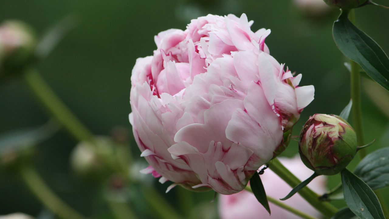 How to grow perfect peonies | Gardeningetc