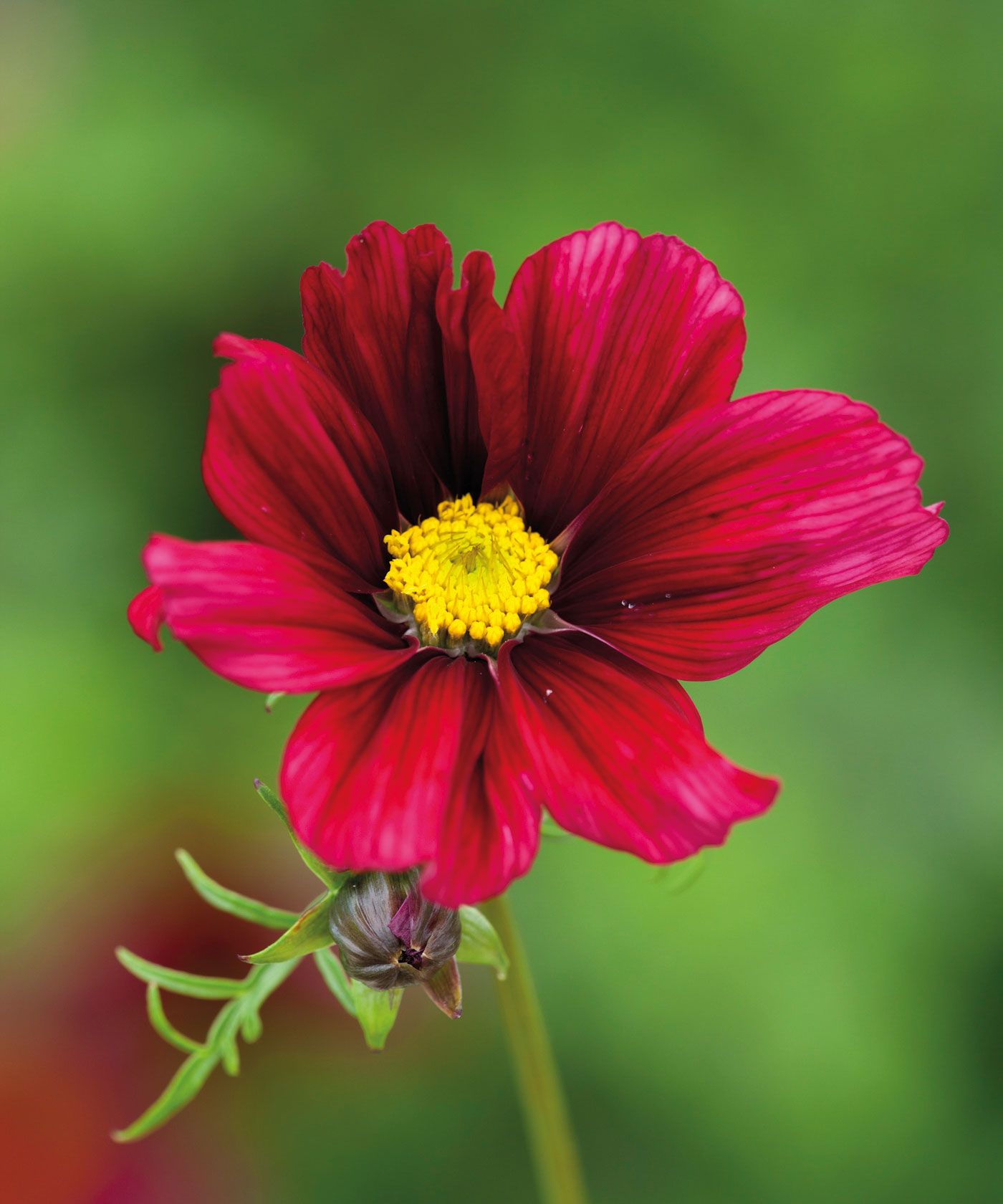 What to plant in May: best flowers, herbs and veg to grow | Homes and ...