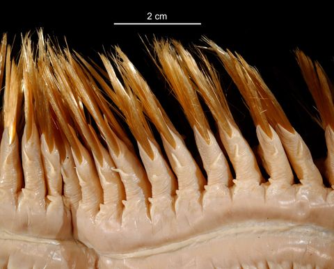 In Photos: Weird Bristle Worm Calls Antarctica Home | Live Science