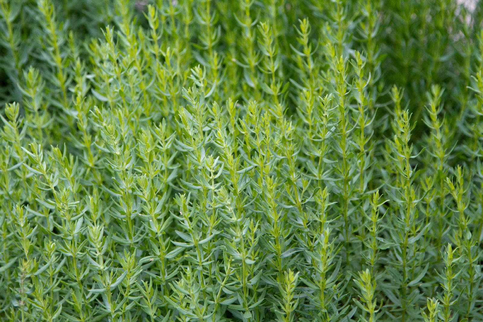 Best wasp repellent plants: 10 plants to keep pests away