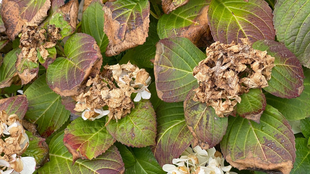 Is Your Hydrangea Turning Brown? Here's Why & How To Save It ...