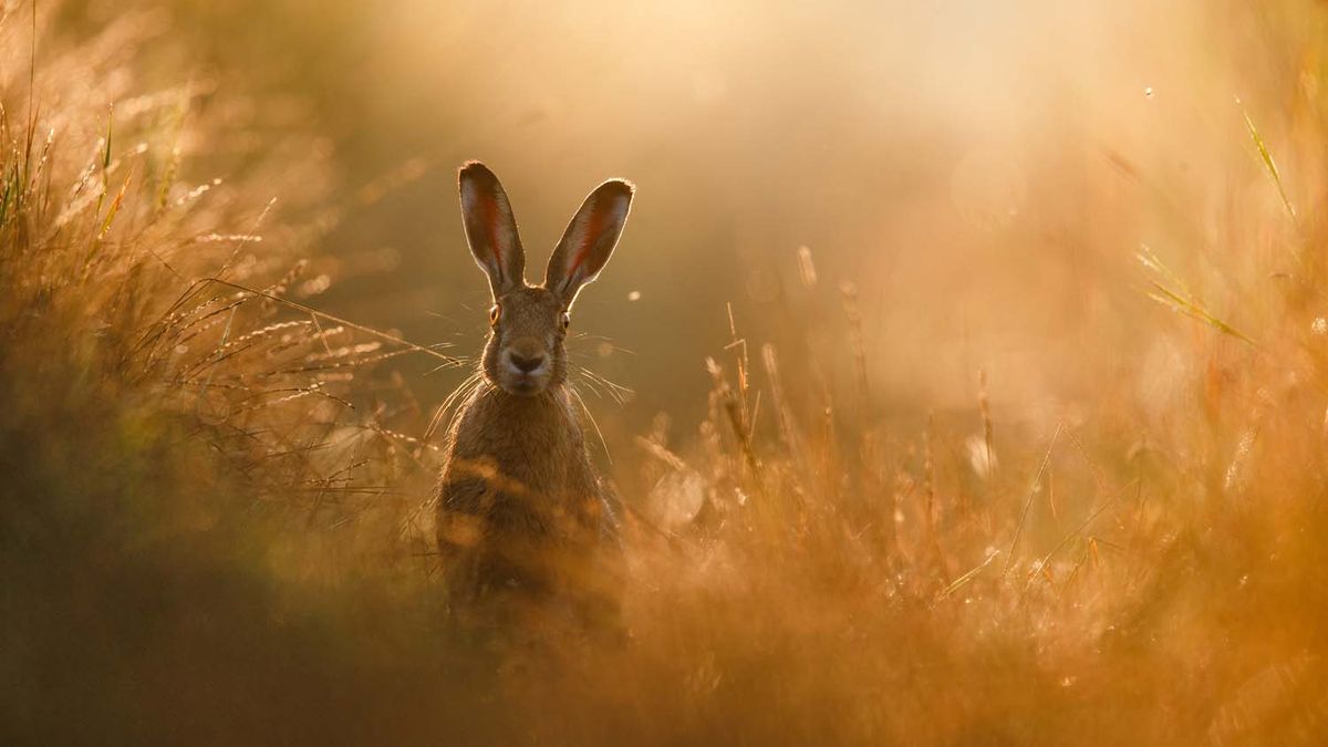 Incredible image of hare scoops major wildlife photography prize ...
