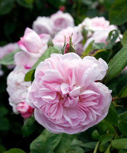 Heirloom roses: top tips for these classic blooms | Gardeningetc