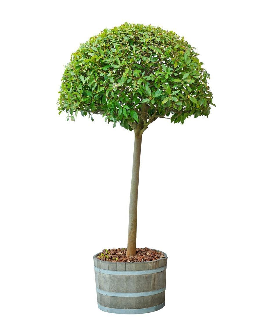 Standard Plant Guidelines: How To Train A Plant To Grow As A Standard ...