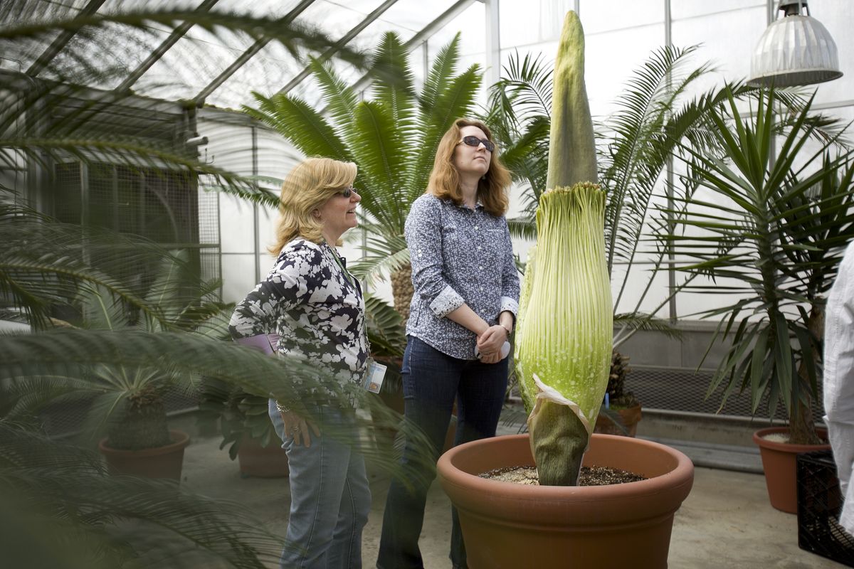 Giant Stinking Corpse Flower Set to Bloom | Live Science