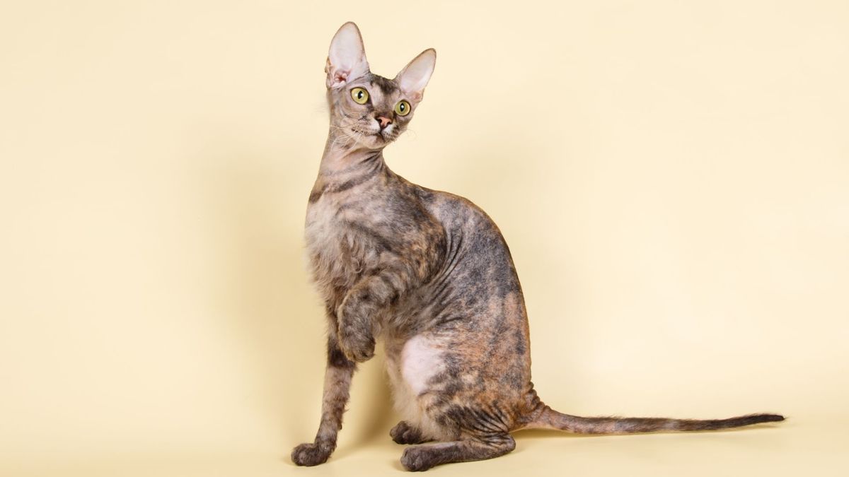 8 bald and beautiful hairless cat breeds | PetsRadar