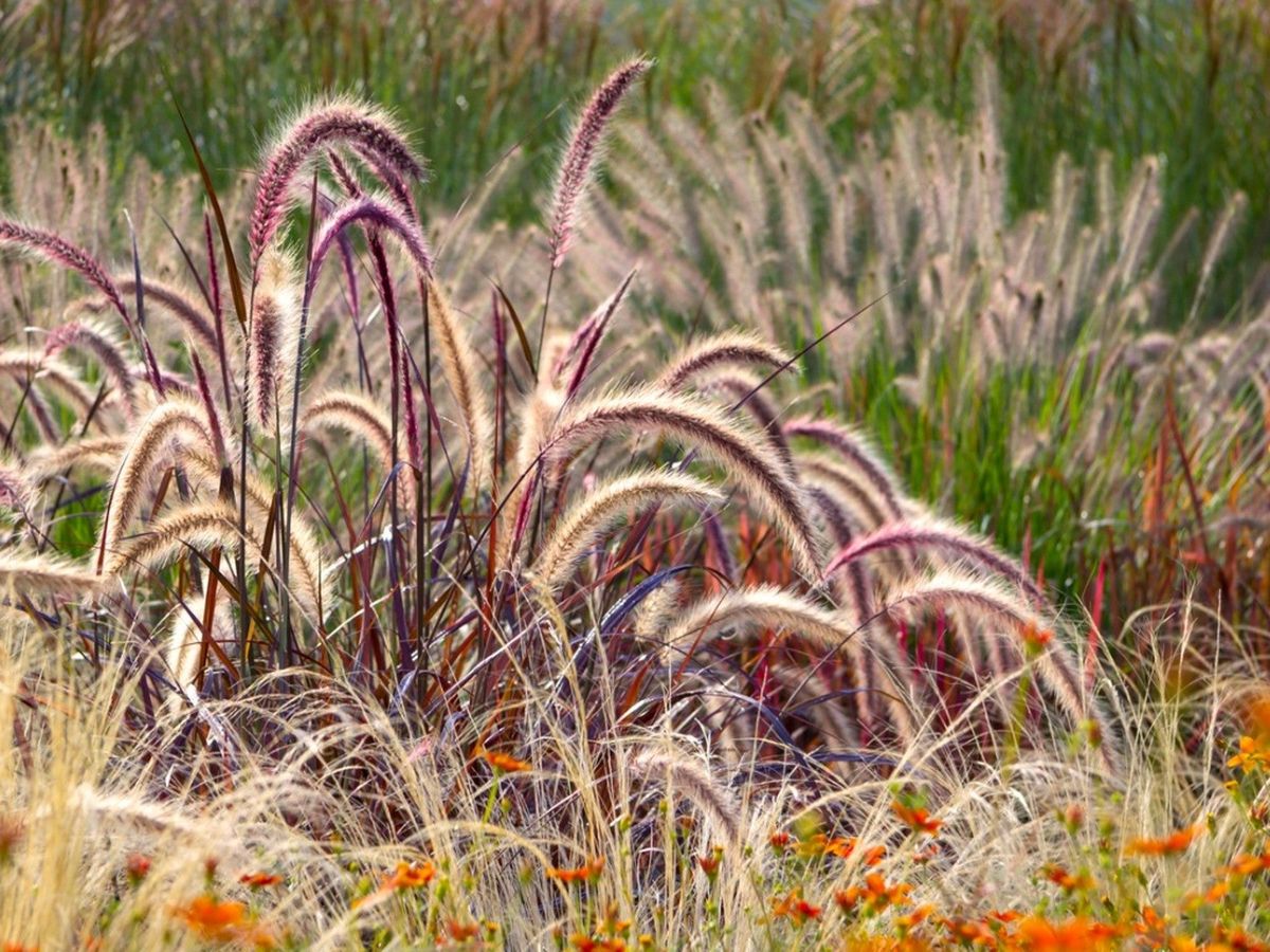 Ornamental Grasses For Nebraska And West North Central Region ...