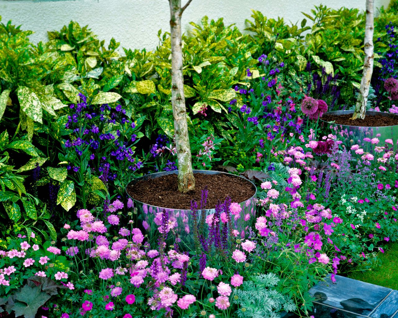 Birch trees care and growing guide: expert gardening tips | Gardeningetc