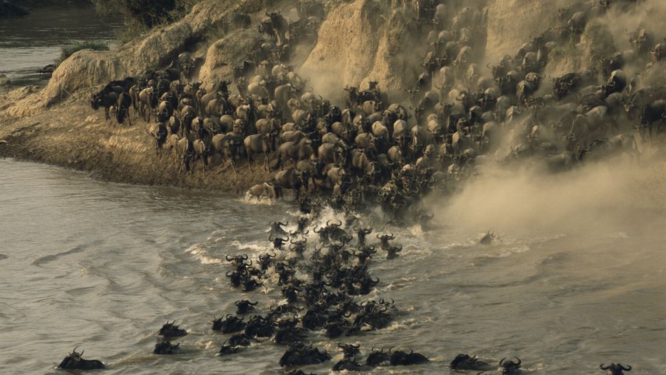 What's the biggest group of animals ever recorded on Earth? | Live Science