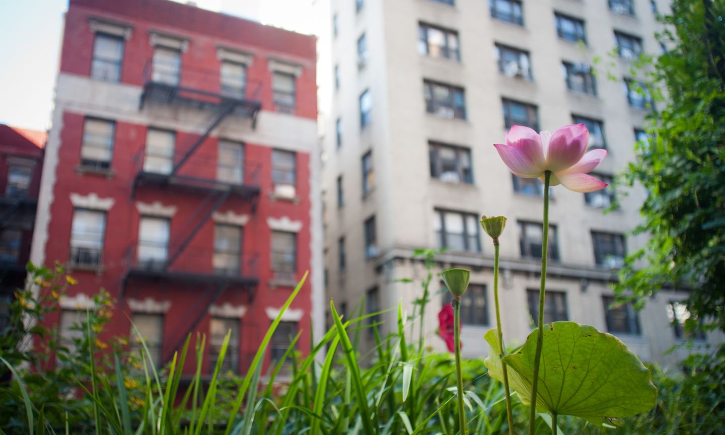 Beyond Wild Expectations: The Lotus Garden, New York City | Homes and ...