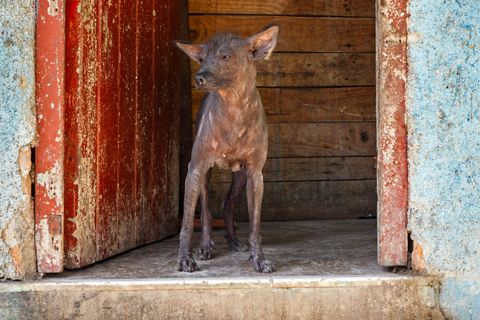 7 bald and beautiful hairless dog breeds | PetsRadar