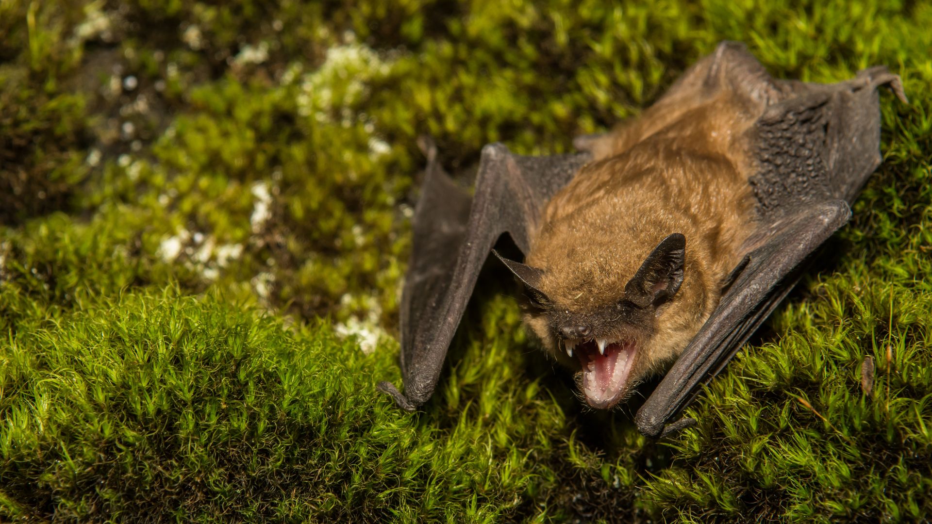 Rabid bat found in Grand Teton National Park – here's how to keep ...