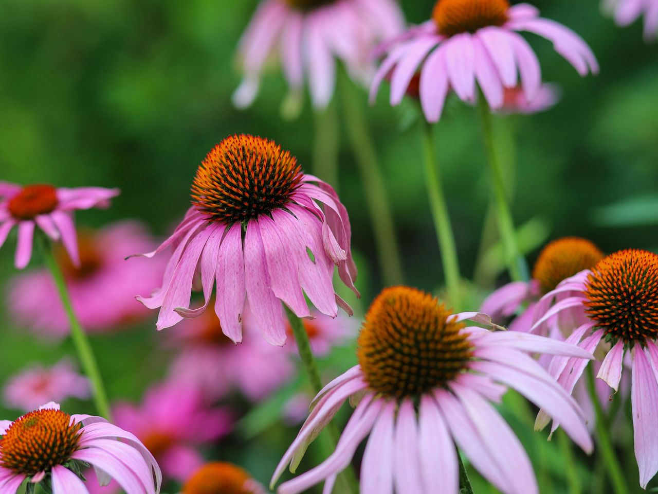 Best plants for full sun – 10 best expert picks | Livingetc