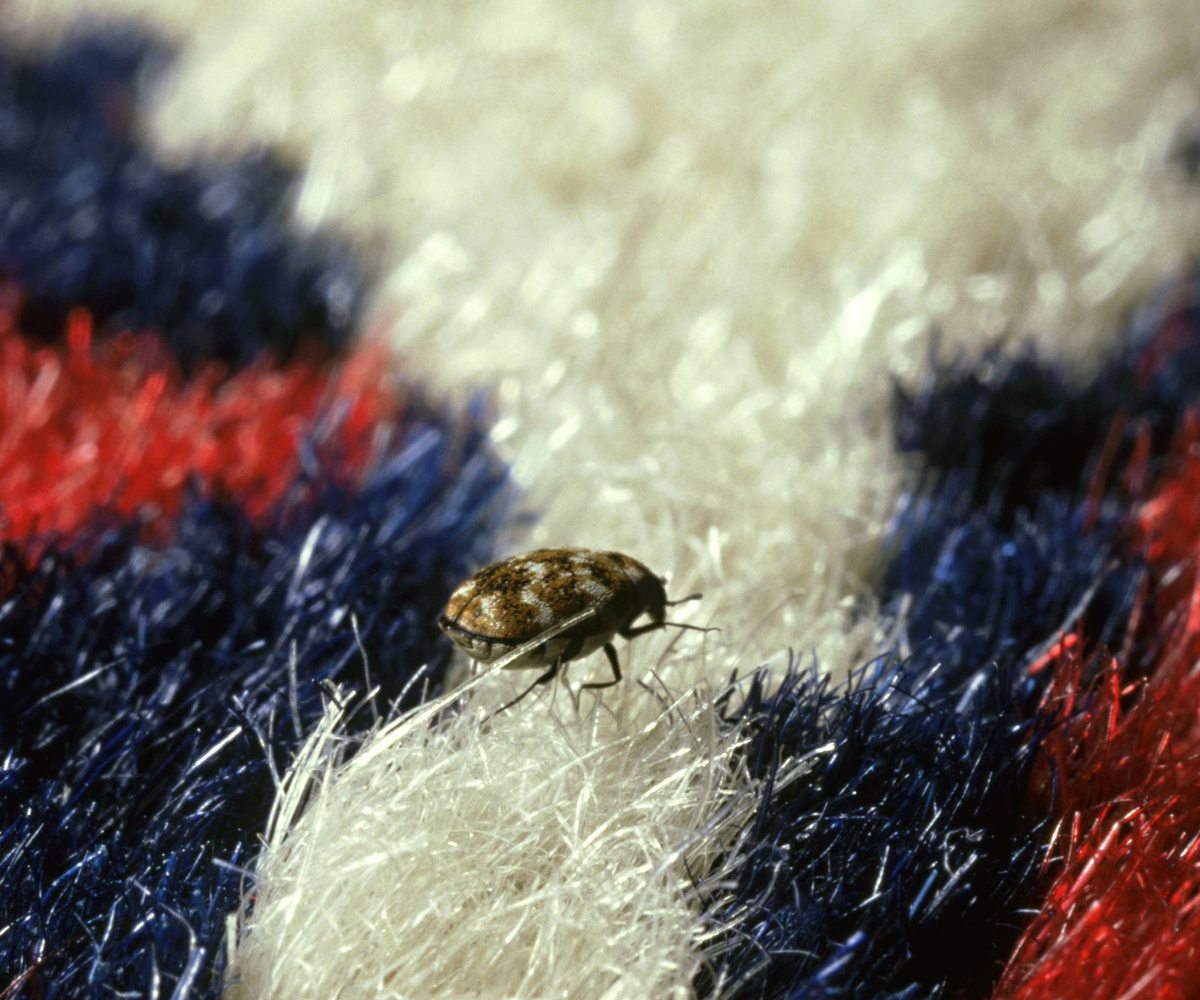 How to get rid of carpet beetles: an expert guide | Homebuilding