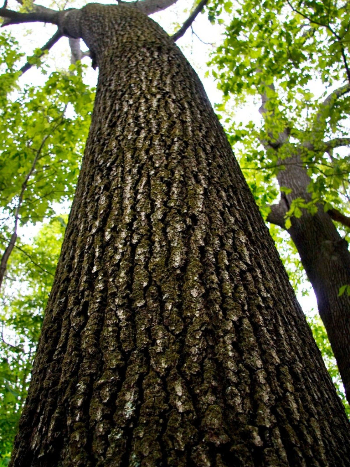 White Ash Tree Facts and Information: How To Grow A White Ash Tree ...