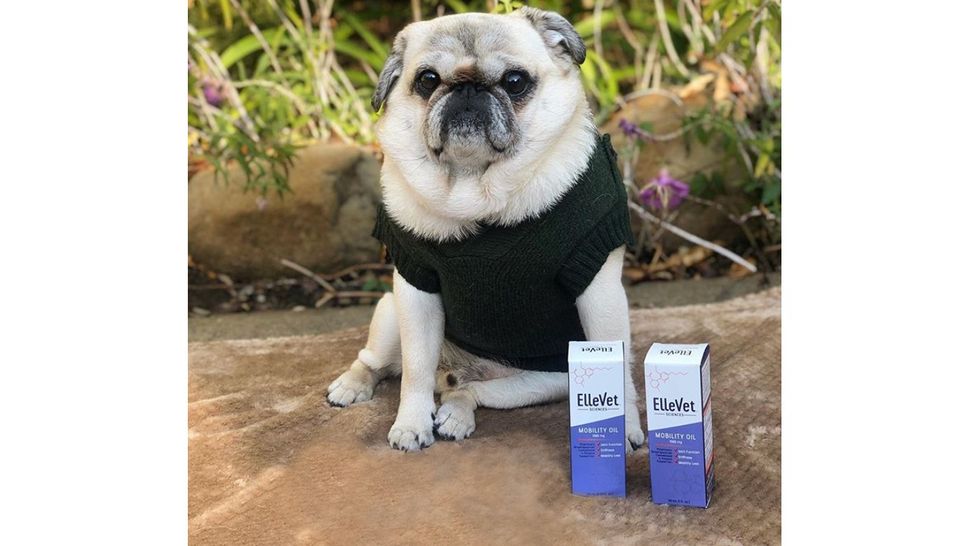 Ellevet CBD oil for dogs: American pet care company introduce CBD pet ...