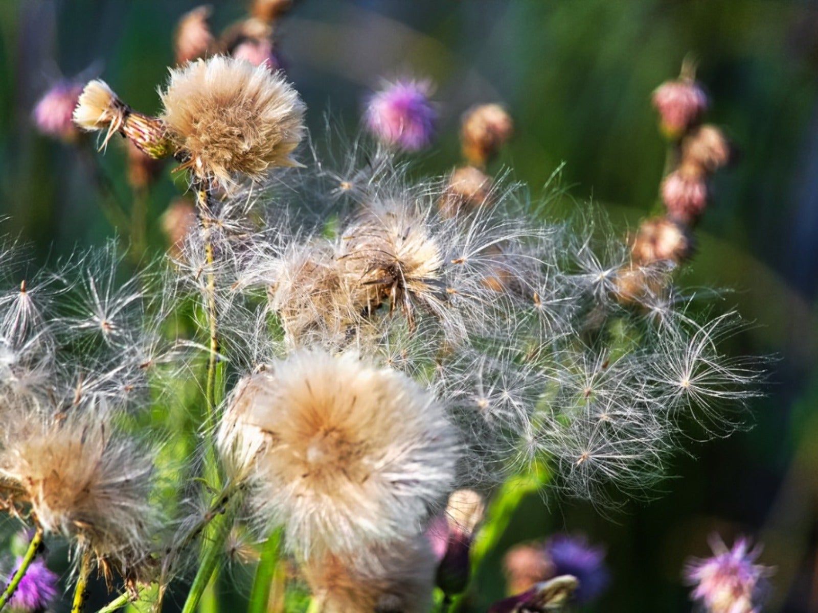 How Long Do Weed Seeds Last In The Soil Before Sprouting? | Gardening ...