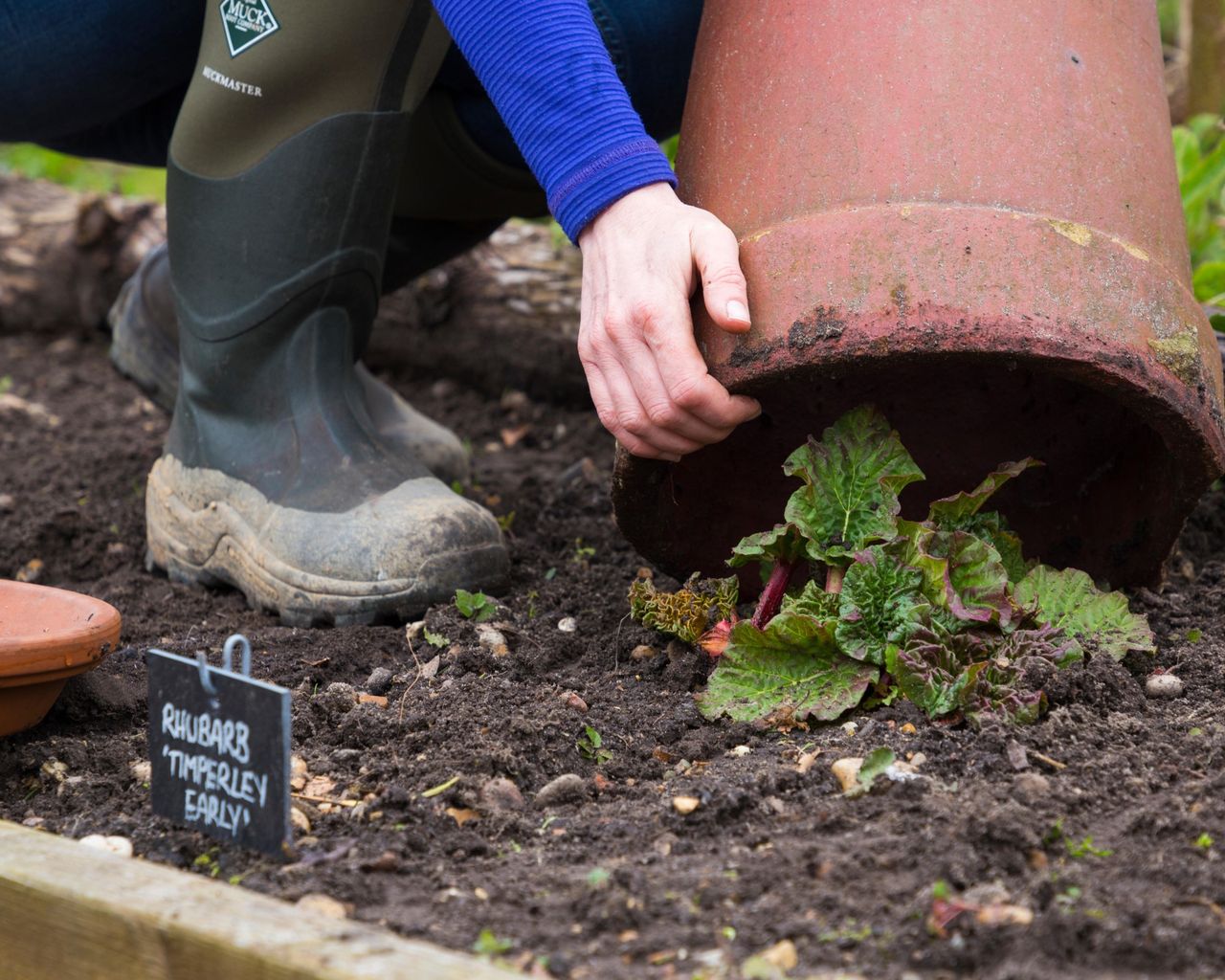 Forcing rhubarb: expert tips to get early crops | Gardeningetc
