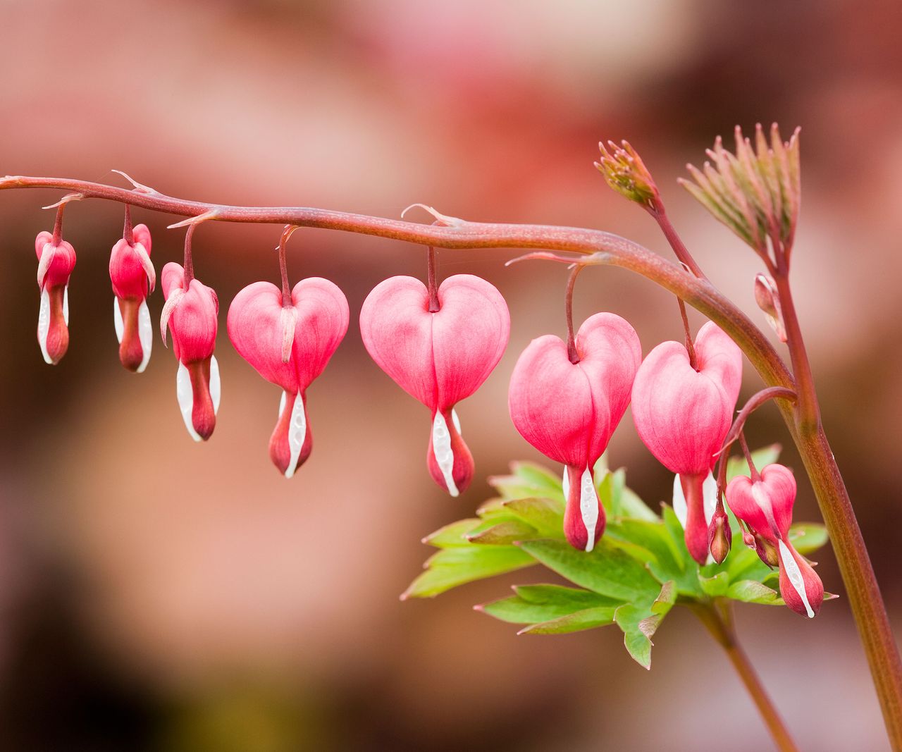 Best Pink Flowers – Neons And Pastels For Elegance & Cheer | Gardening ...