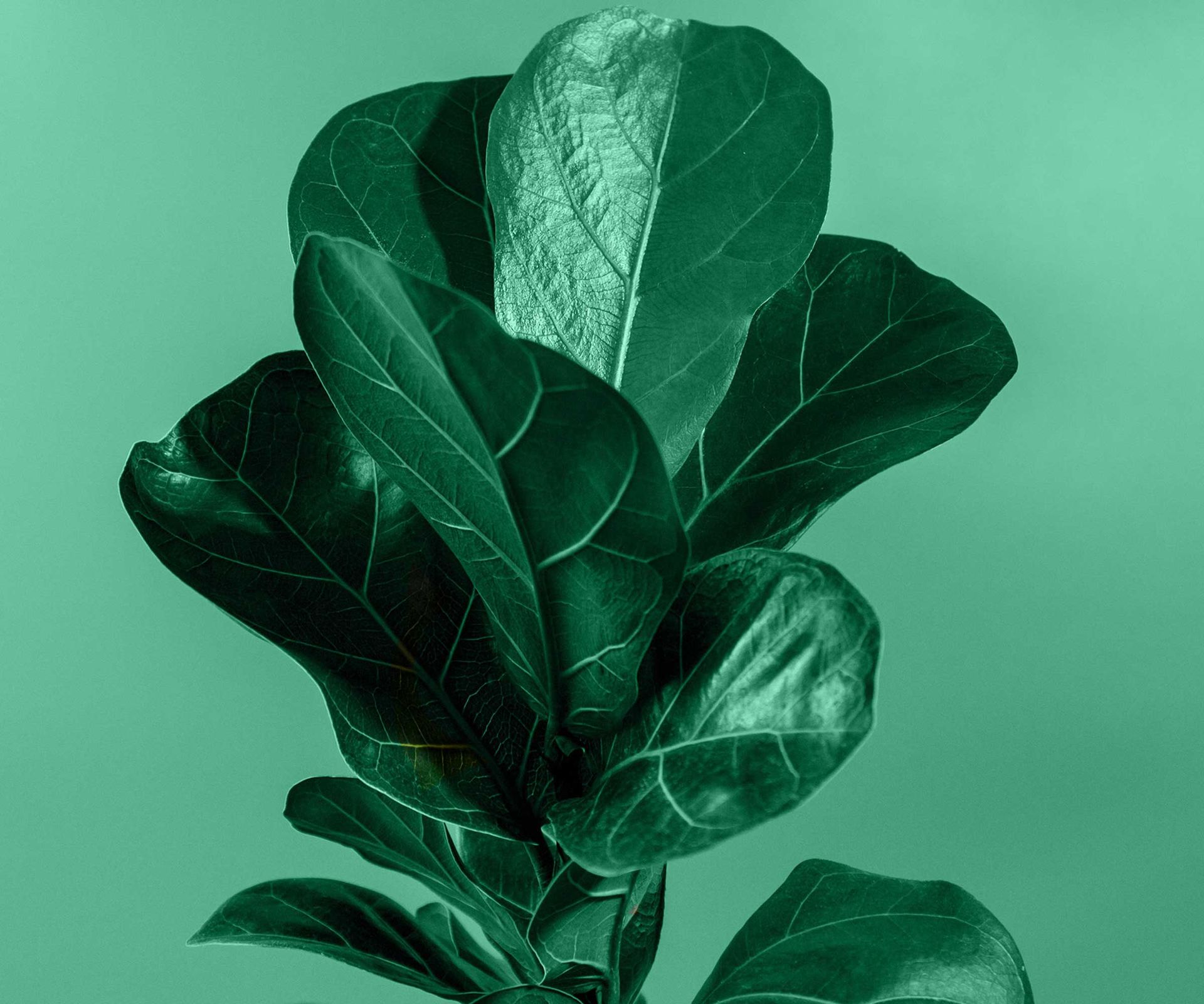How to make indoor plant leaves shiny: 5 simple methods | Homes and Gardens