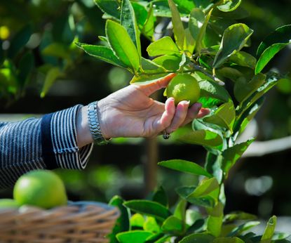 Citrus tree care and growing guide: tips for tasty fruits | Homes and ...