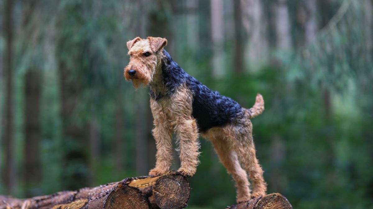 11 wire-haired dog breeds and how to care for their coats | PetsRadar