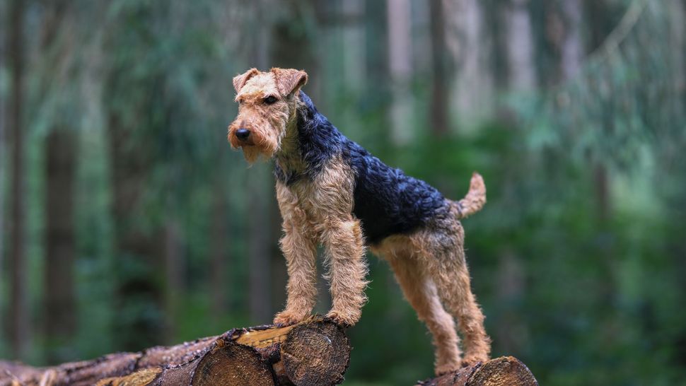 11 wire-haired dog breeds and how to care for their coats | PetsRadar