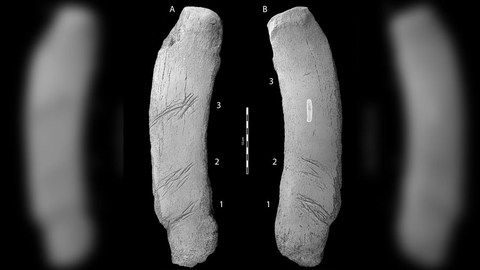 Giant shark, possibly a megalodon, feasted on this whale 15 million ...