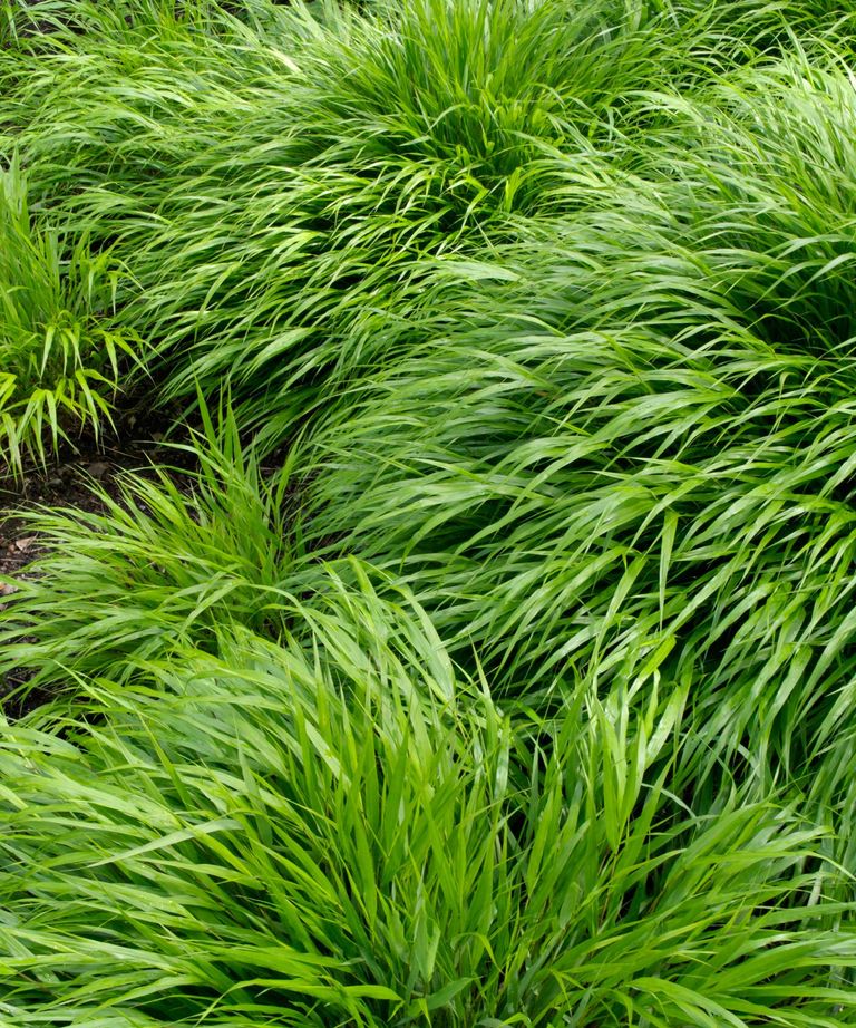 How to grow Japanese forest grass: an easy, shade-loving plant | Homes ...