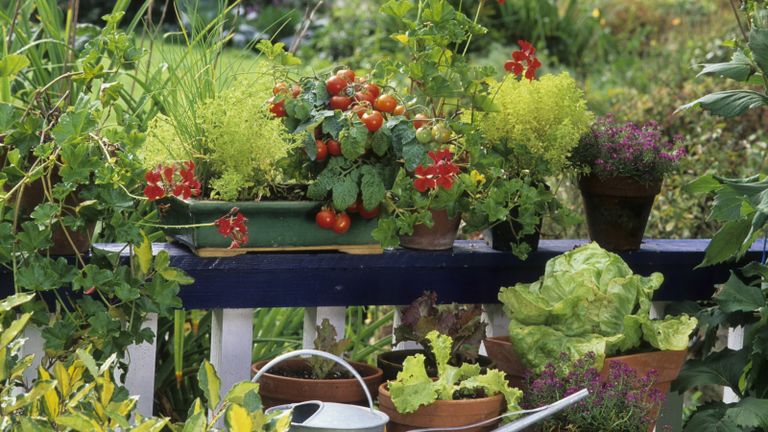 Companion planting ideas – 8 combinations you need to try | Ideal Home