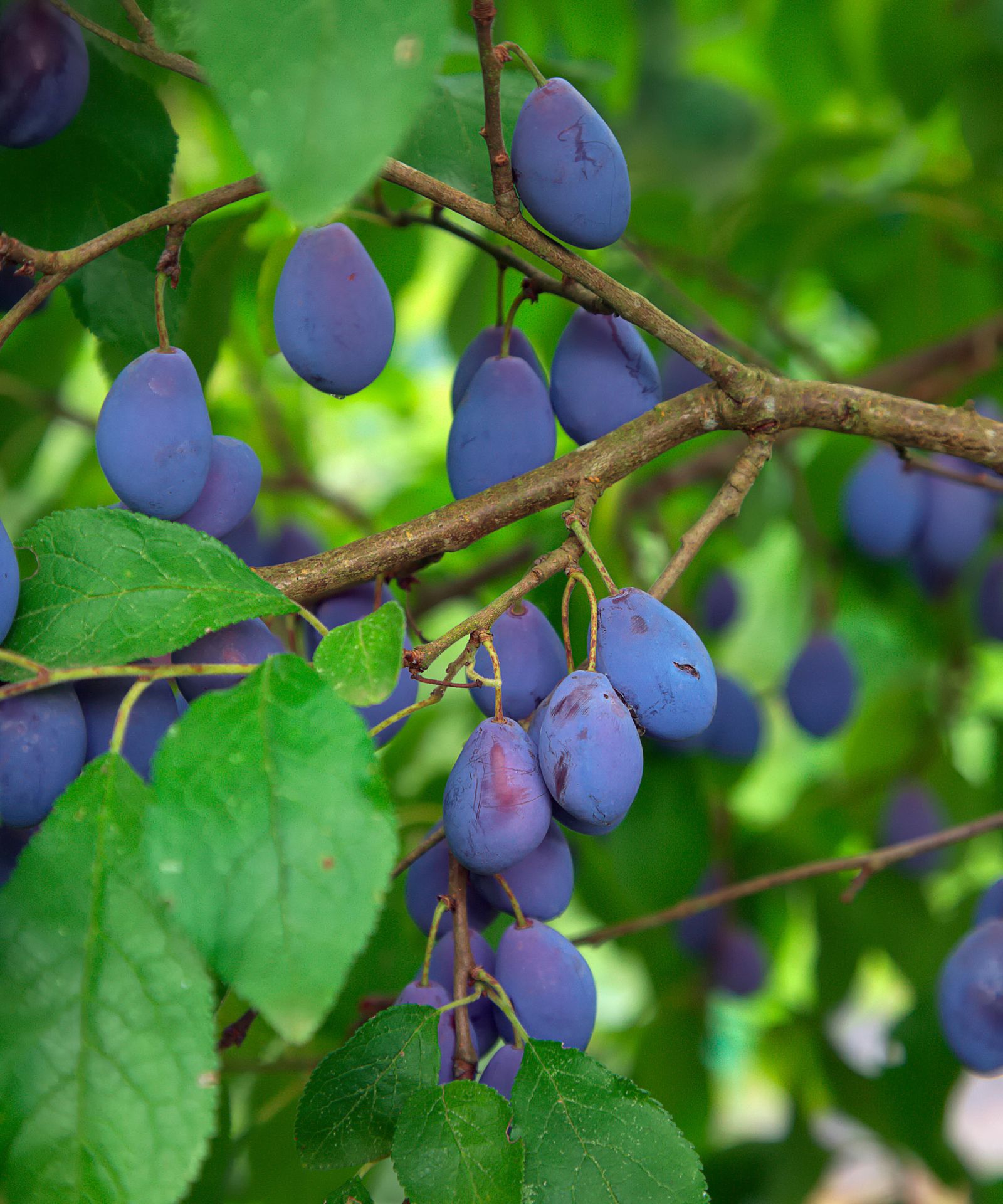 Types of plum trees: 12 varieties to grow for a fruitful autumn harvest ...