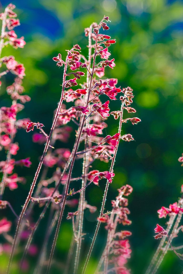 Coral Bells Flowers - How To Grow Coral Bells | Gardening Know How