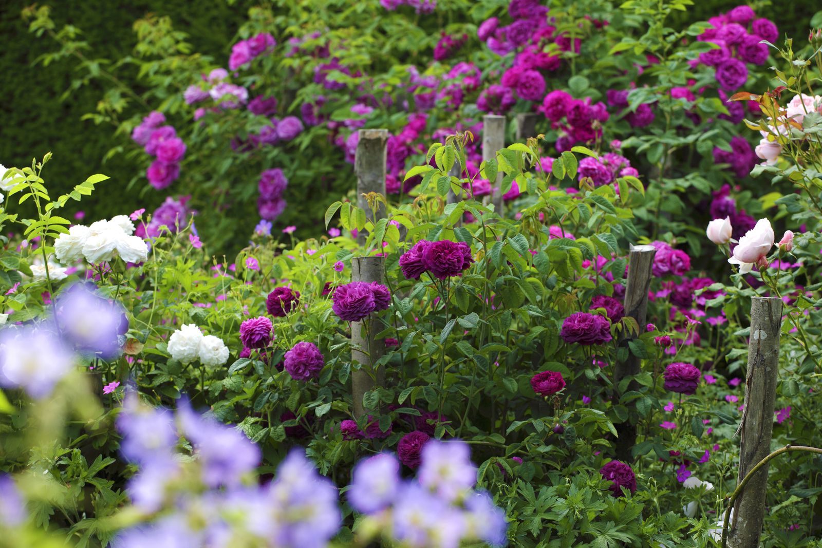 Planting roses: growing and caring for a rose garden | Real Homes