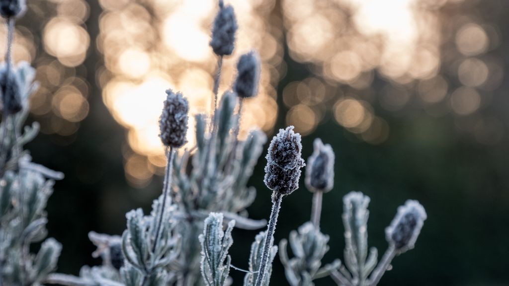 When is the first frost? Here's how to find out | Gardeningetc
