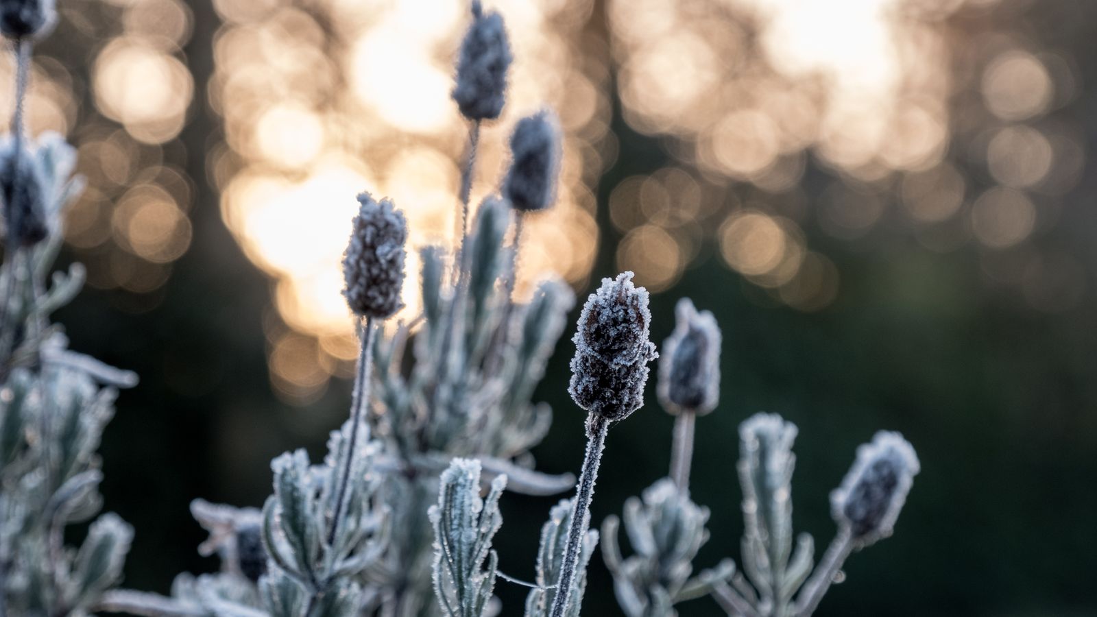 When is the first frost? Here's how to find out | Gardeningetc