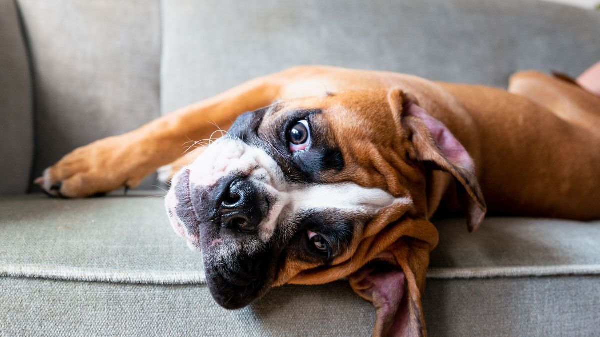 Facts about boxer dogs | PetsRadar