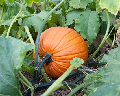 When is a pumpkin ripe to pick? An expert gives their tips | Gardeningetc