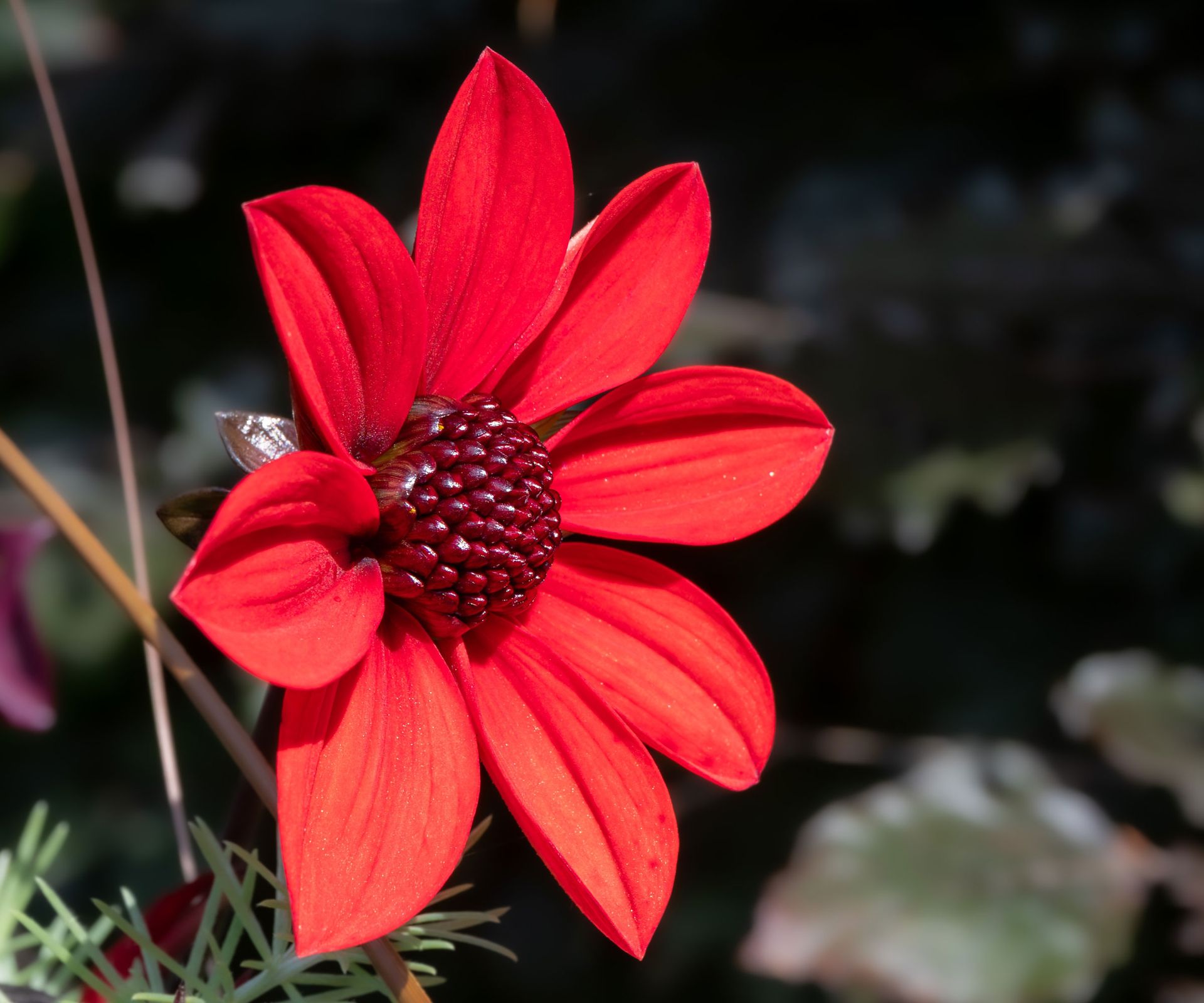 Dwarf Dahlias: 7 Varieties For Small Gardens And Pots | Gardening Know How